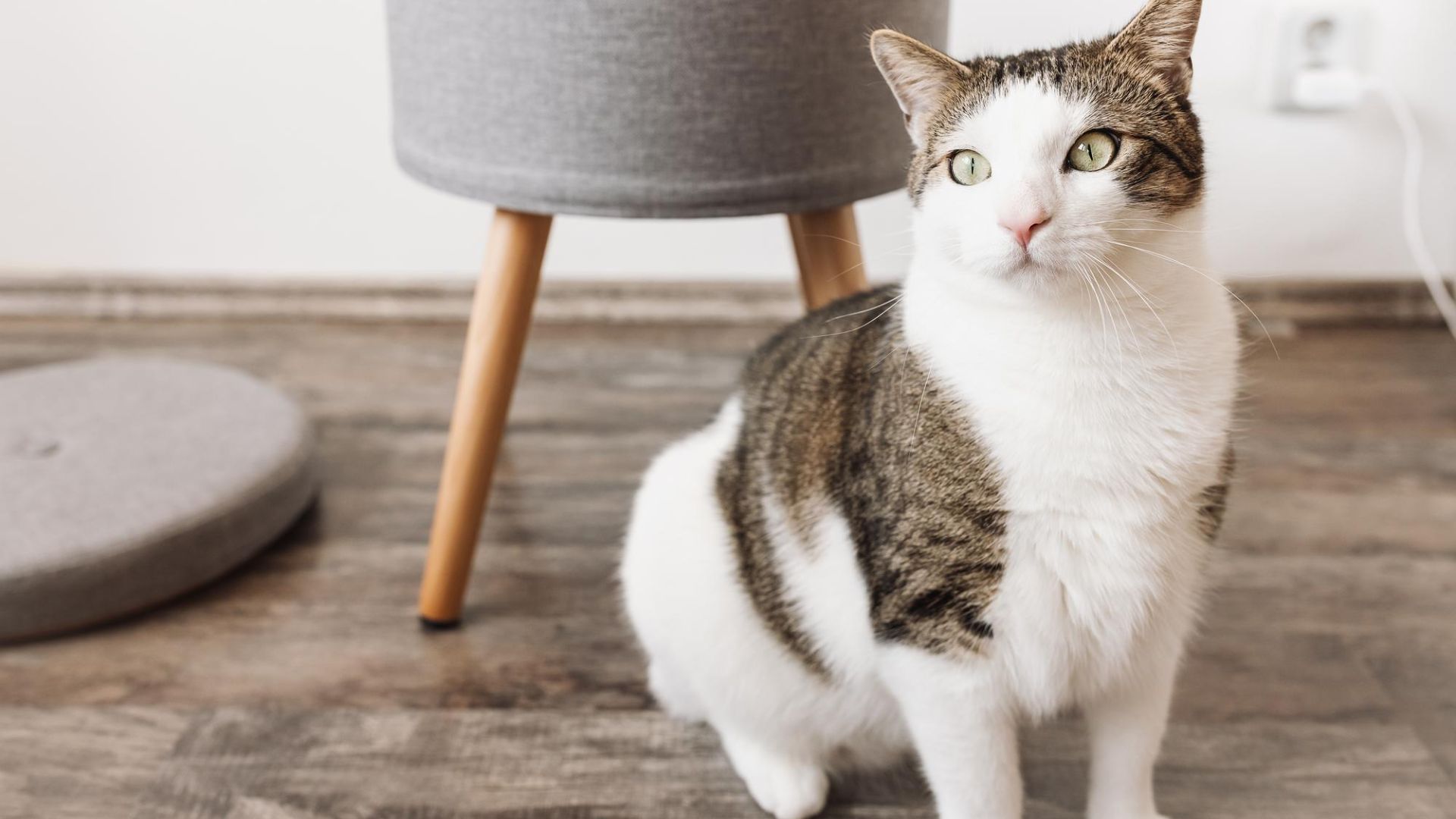 Feline Boarding Consent Form | Lincoln County Animal Hospital